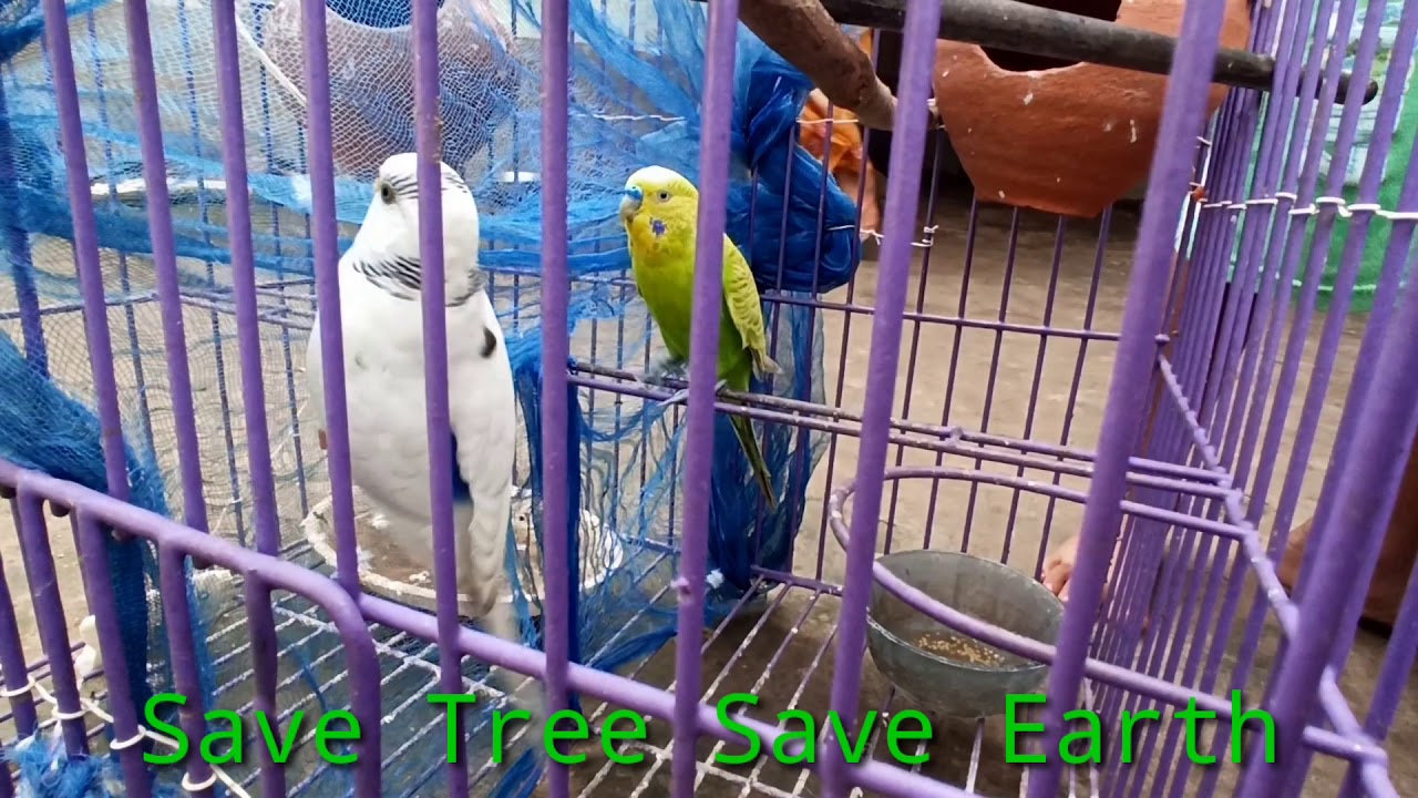 Flirty birds //Beautiful bird video - YouTube