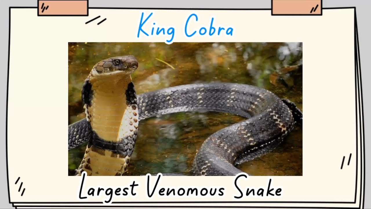 Largest, Tallest, Fastest, Smallest Animals in the World/ Kids ...