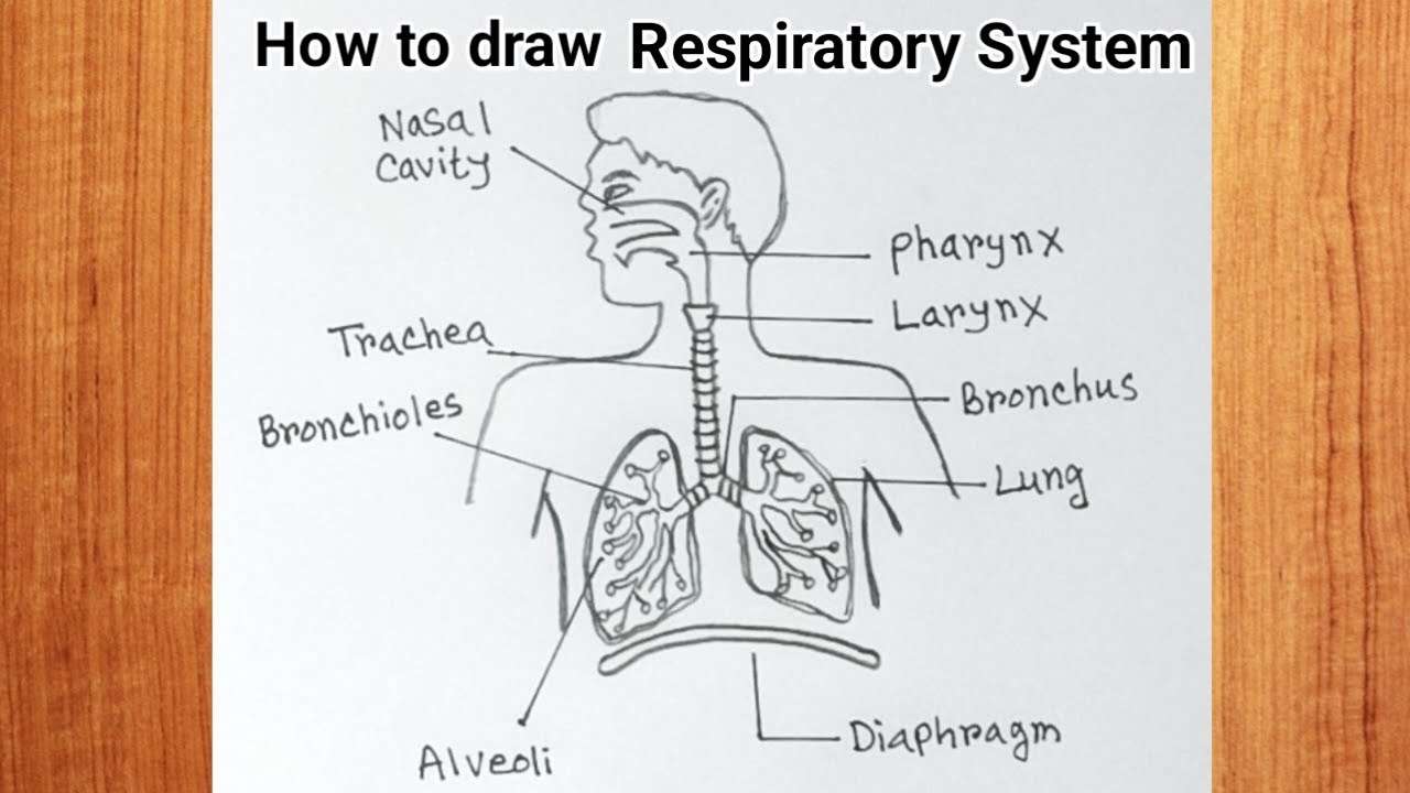 How to Draw Human Respiratory System Diagram / Respiratory System ...