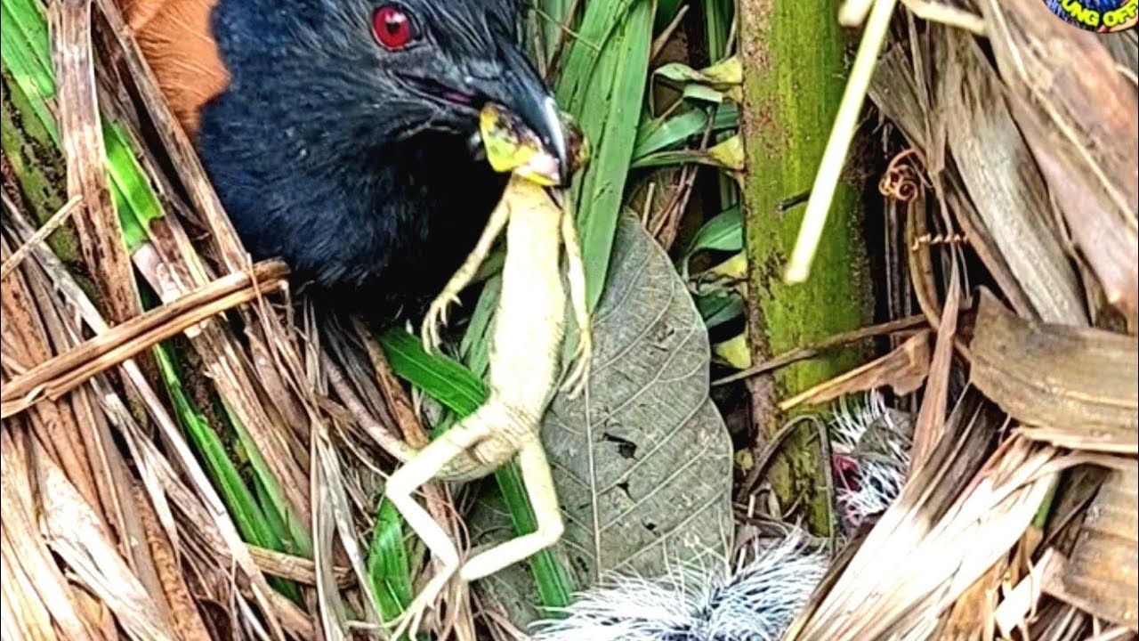 makanan bunglon puull tiga sekaligus anak bubut masih kecil - YouTube