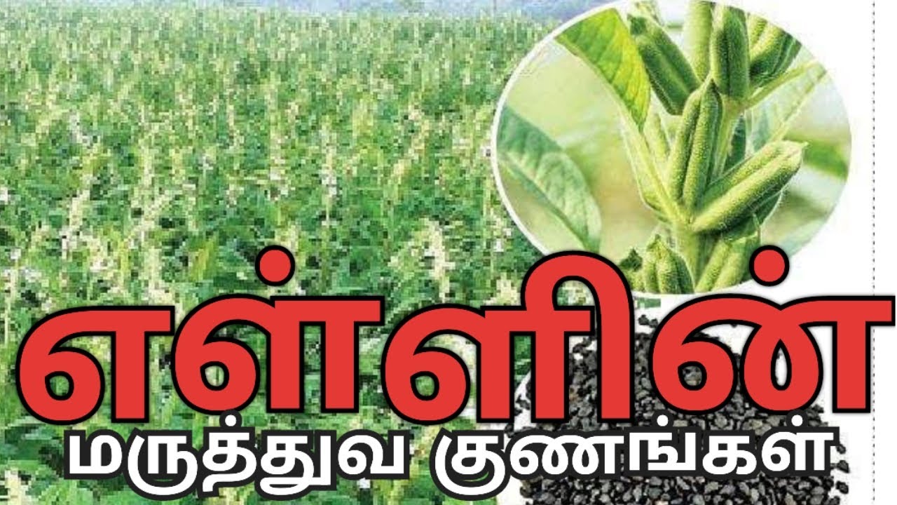 எள் தானியம் பலன்கள் | Sesame seeds Benefits in Tamil #selviyinselvan # ...