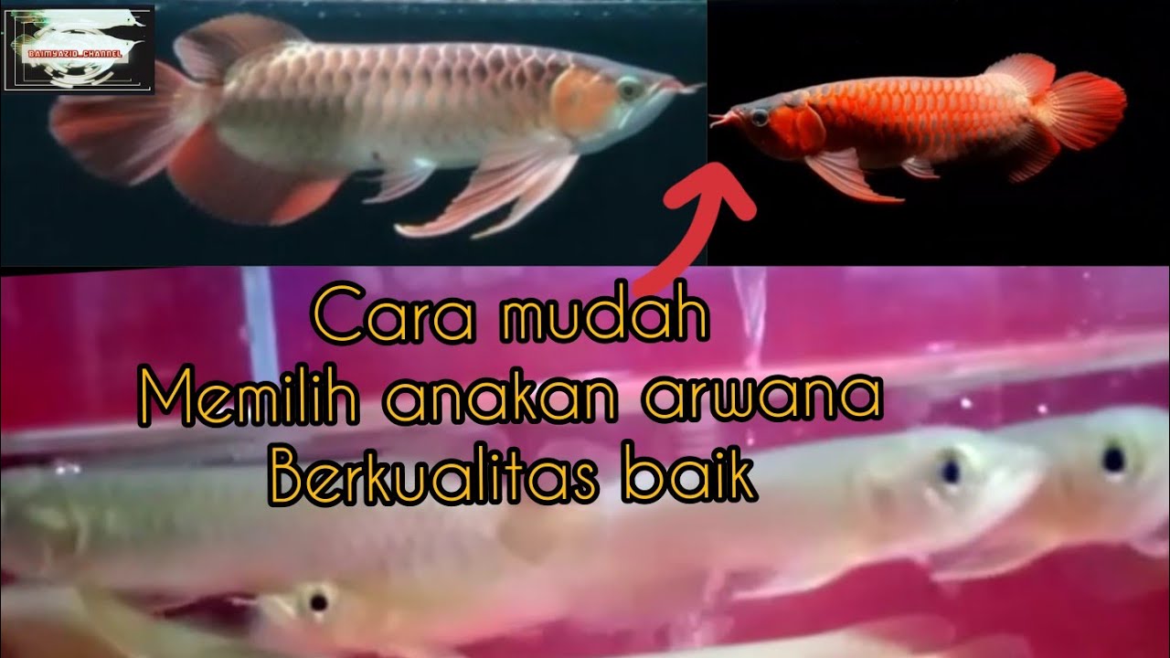 Tips Memilih Anakan Arwana Super Red Kualitas Terbaik - YouTube