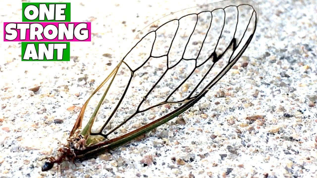 One Ant Carrying a Heavy Load - Solo Ant Carries a Cicada Wing Home ...