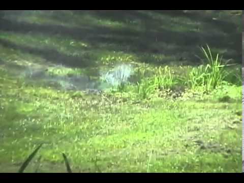 tennis ball bomb exploding - YouTube