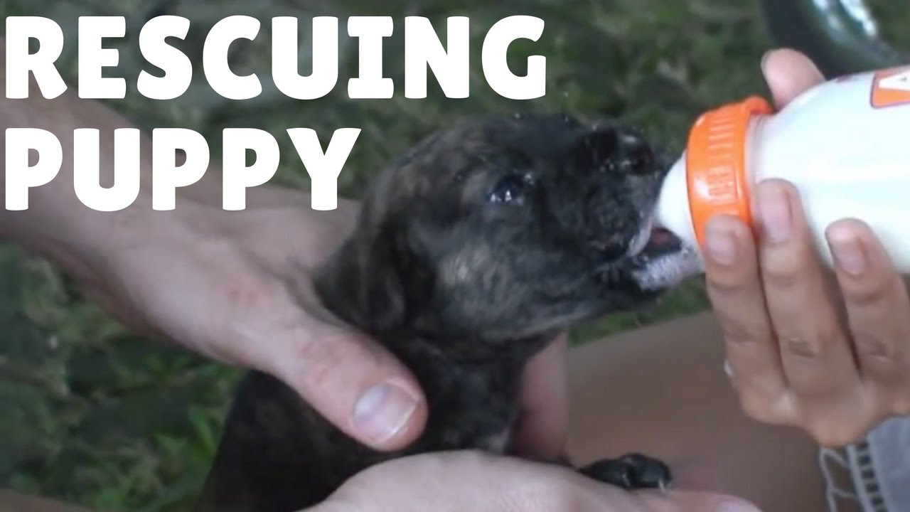 Abandoned puppy gets rescued and lives a happy life!! - YouTube