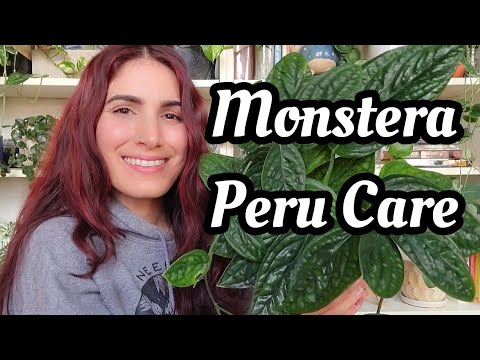 Monstera karstenianum 'Peru' Plant Care! 🪴 PLANTMAS Day 2 🎅
