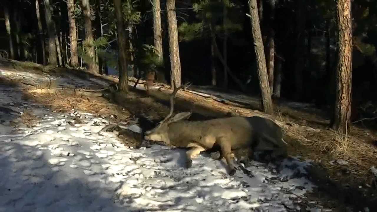 Cockroft Hunting 2011 part 2 - YouTube