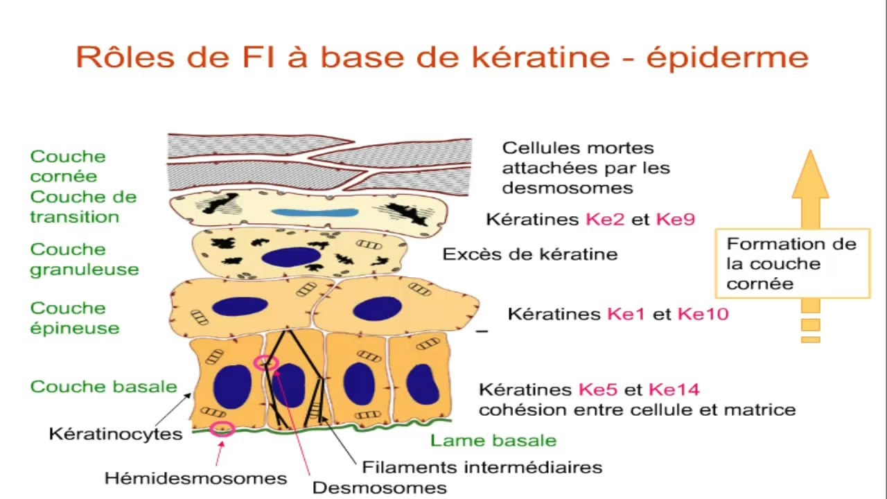 Les rôles des filaments intermédiaires - YouTube