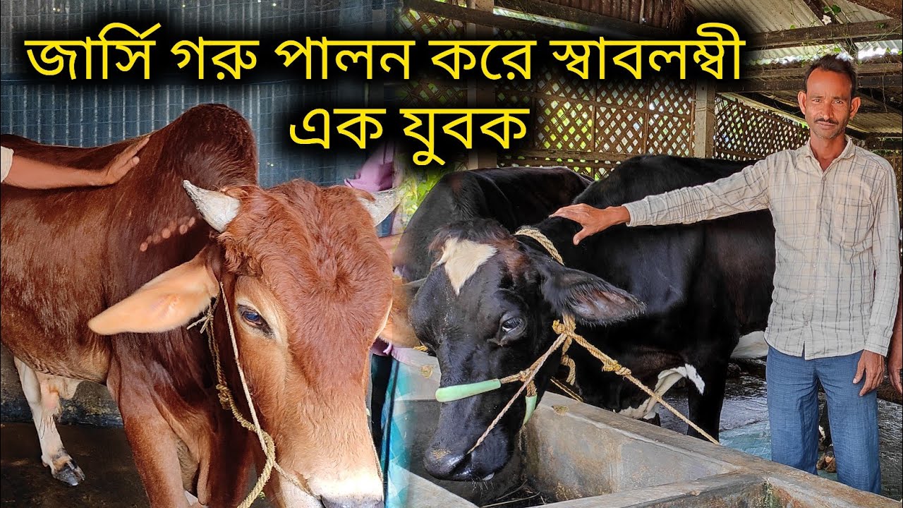 জার্সি গরু পালন করে স্বাবলম্বী এক যুবক | Assam Cow Farm - YouTube