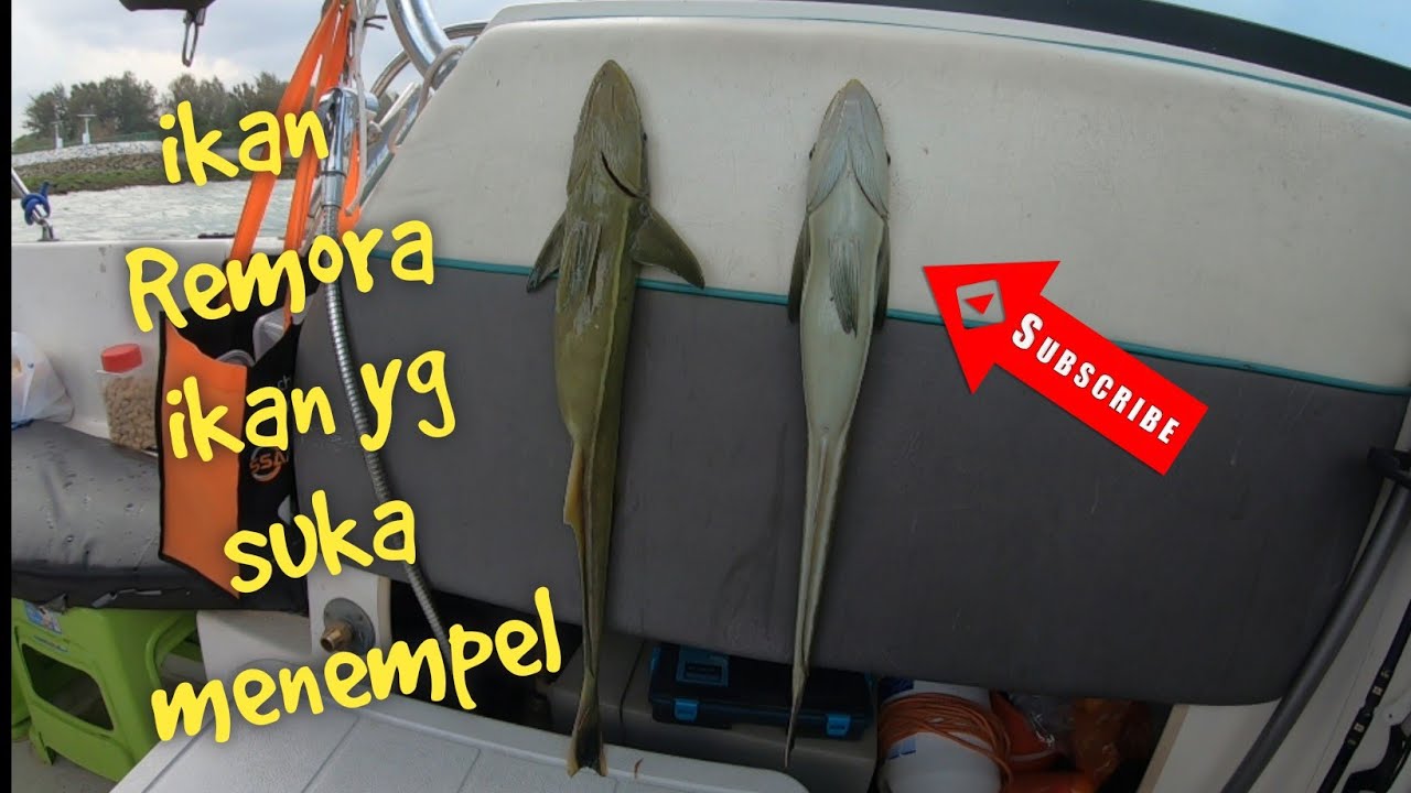 (Boat Series) Episode 20 - memancing bersama couple-couple - YouTube