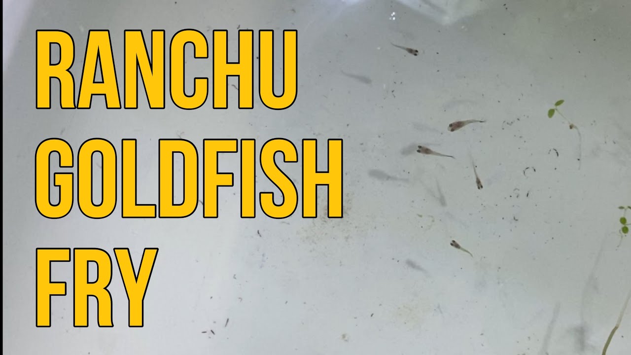 Ranchu Goldfish Fry Update 🥰 - YouTube