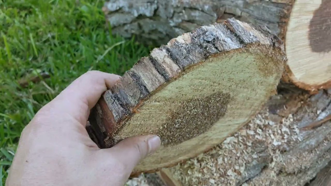 Willow Wood: A brief overview - YouTube