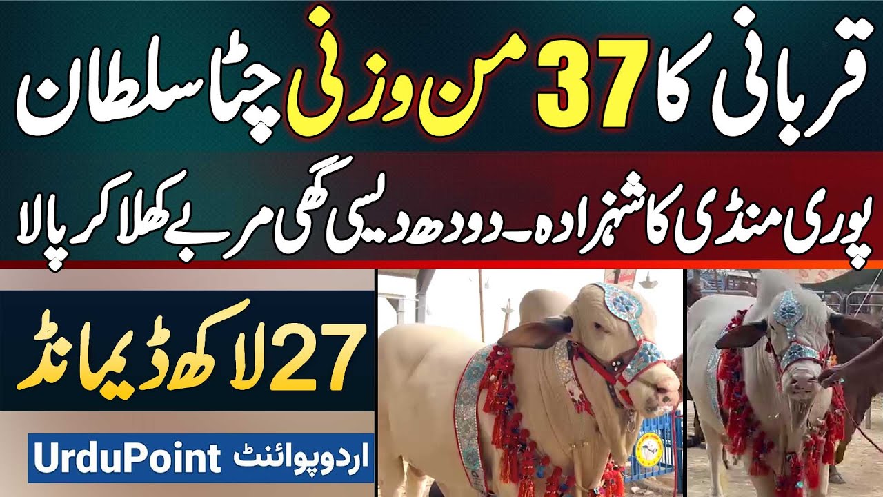 1500 KG Heavy Weight Qurbani Ka Janwar Sultan - Desi Ghee Aur Murabe ...