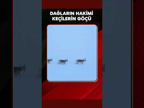 Munzur Dağları'nda kar engelini aşarak göç yoluna koyulan yaban keçileri belgesel tadında görüntü