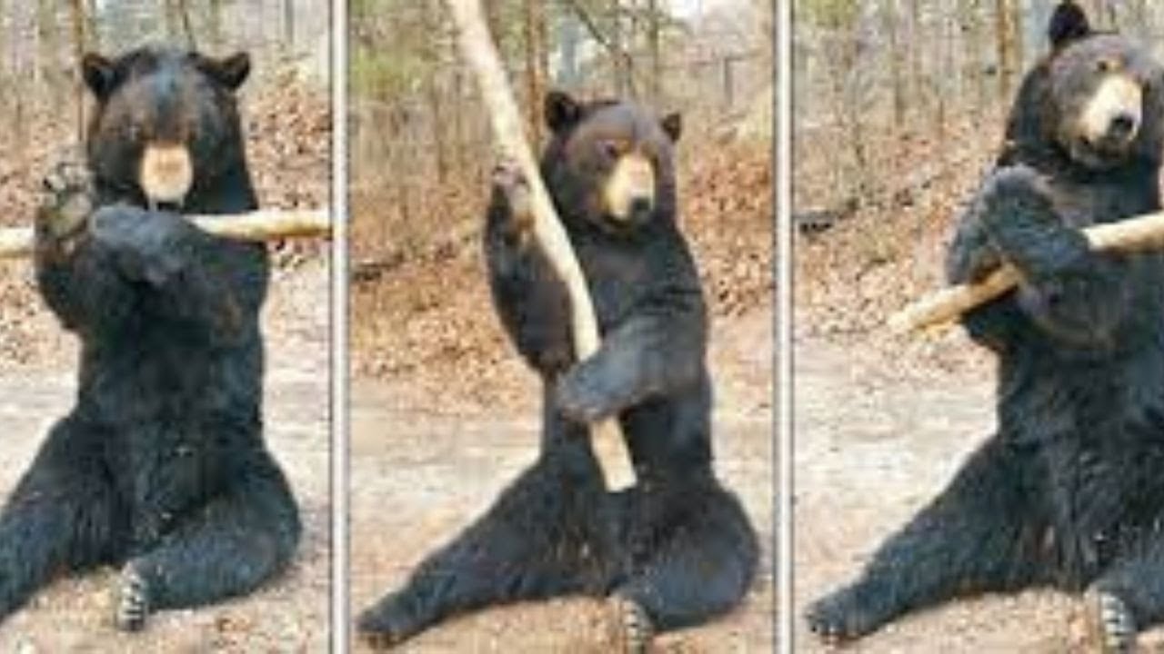 funny and intelligent bear || saras YouTube channel || - YouTube