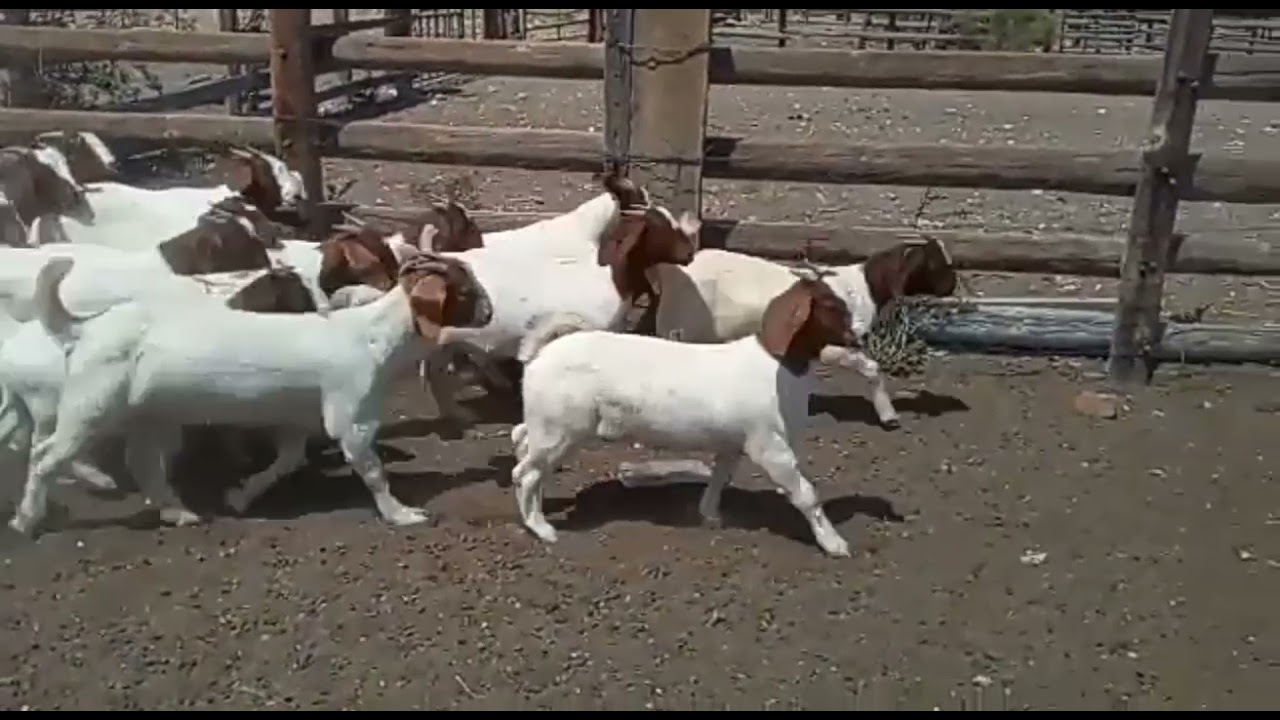 AMAZING FULL BLOOD BOER GOATS - YouTube