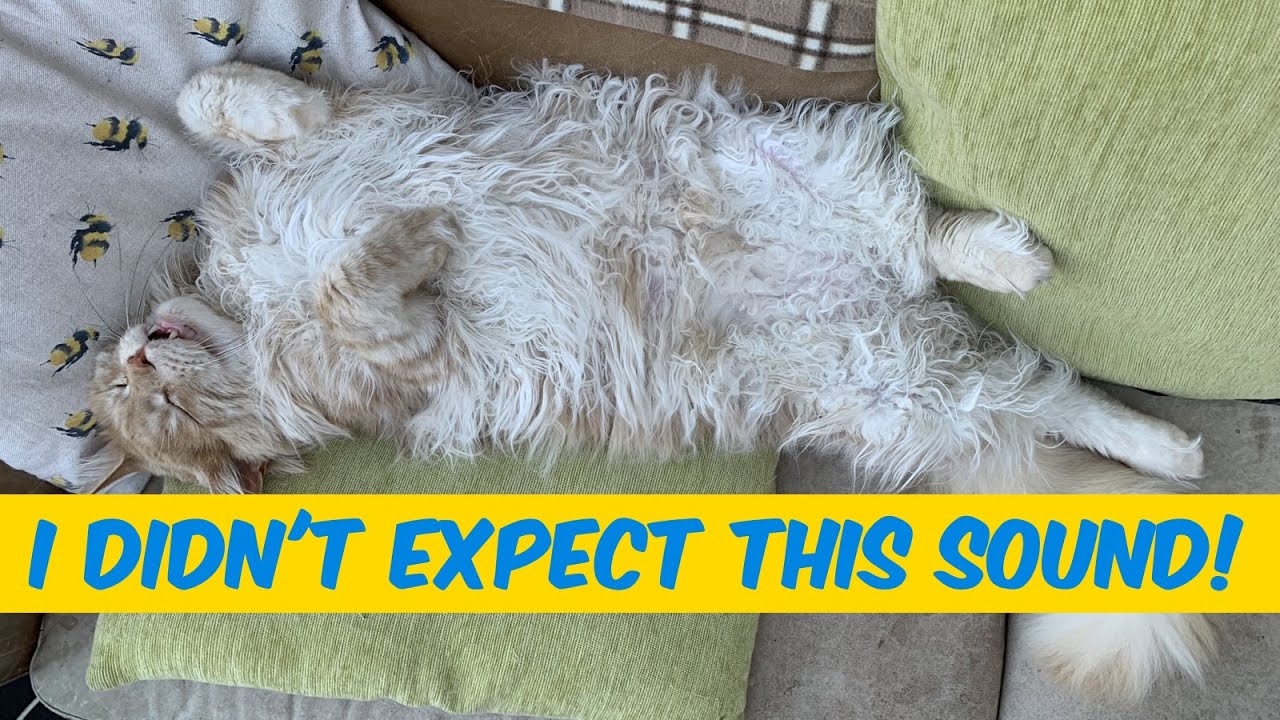 The cutest sound from a chilled cat 😂 Mona and Fred relaxing - YouTube