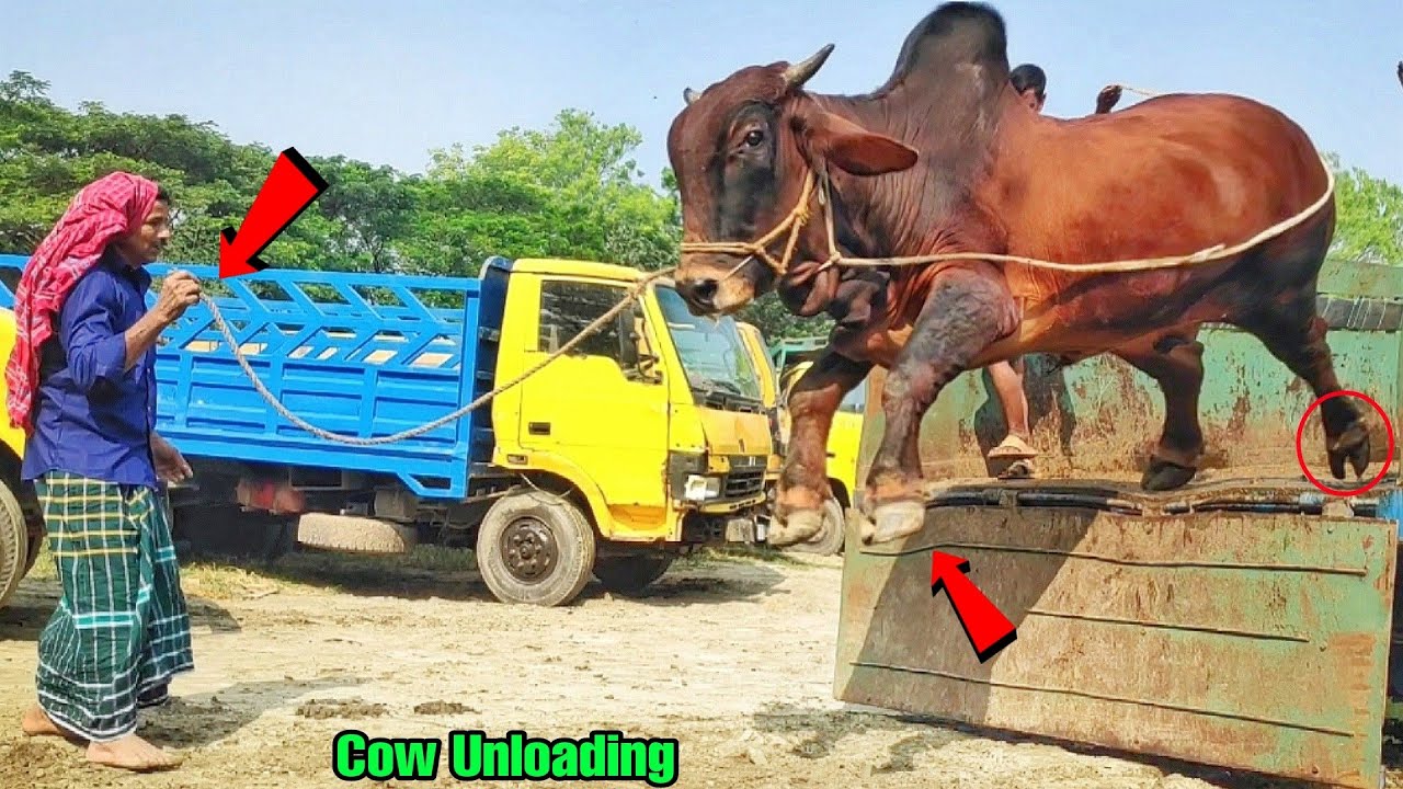 COW UNLOADING | Cow Unloading at Very Popular Village Cattle Market ...