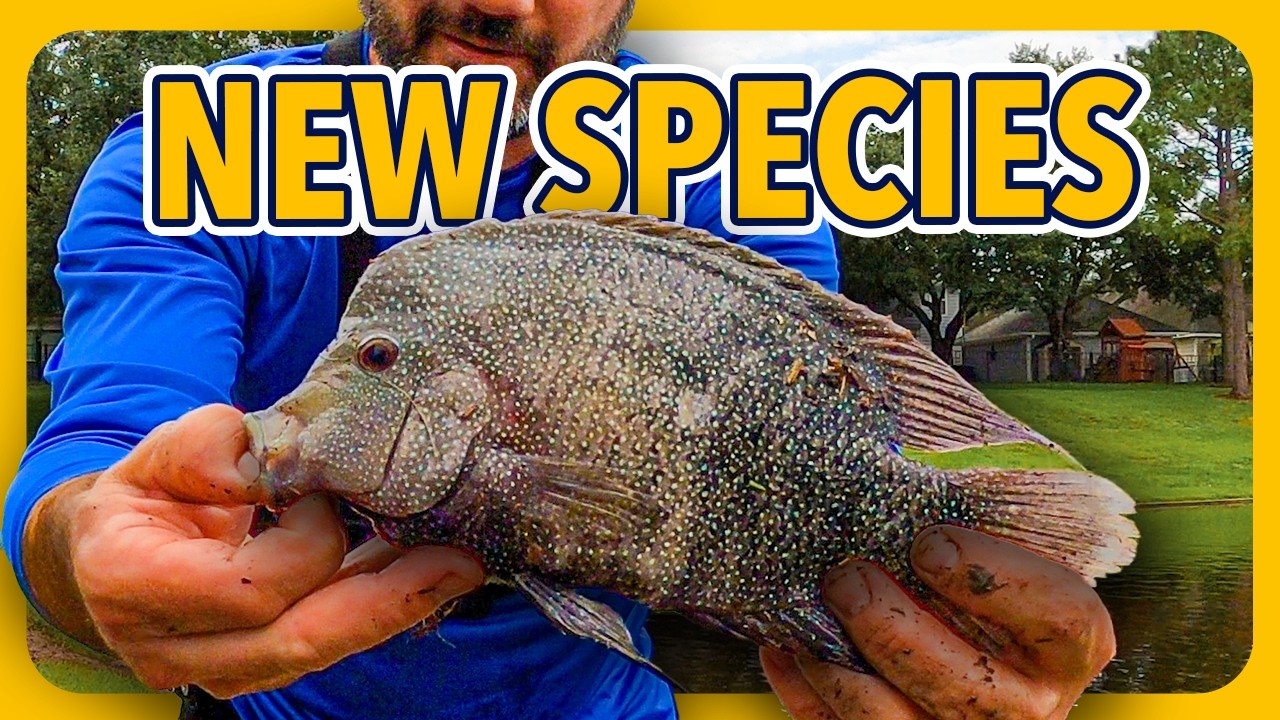 Why Pond Fishing is Better After It Rains - YouTube