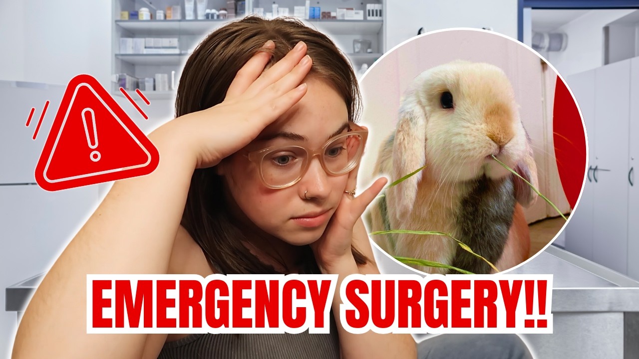 SURGERY FOR MY NEW BUNNY?! | Rabbit Adoption Vlog - YouTube