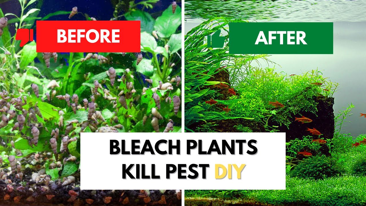 Bleach Your Aquarium Plants Safely: Kill Pests & Keep Plants Healthy ...