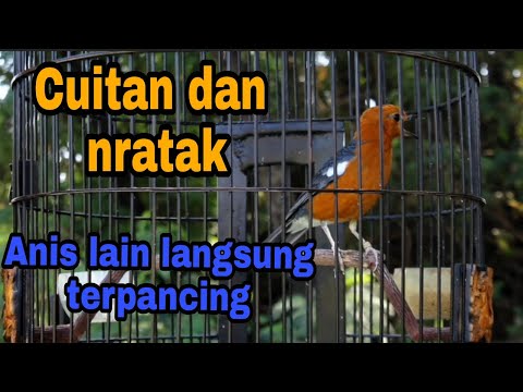 Cuitan Anis merah ampuh memancing Anis merah jantan yang macet