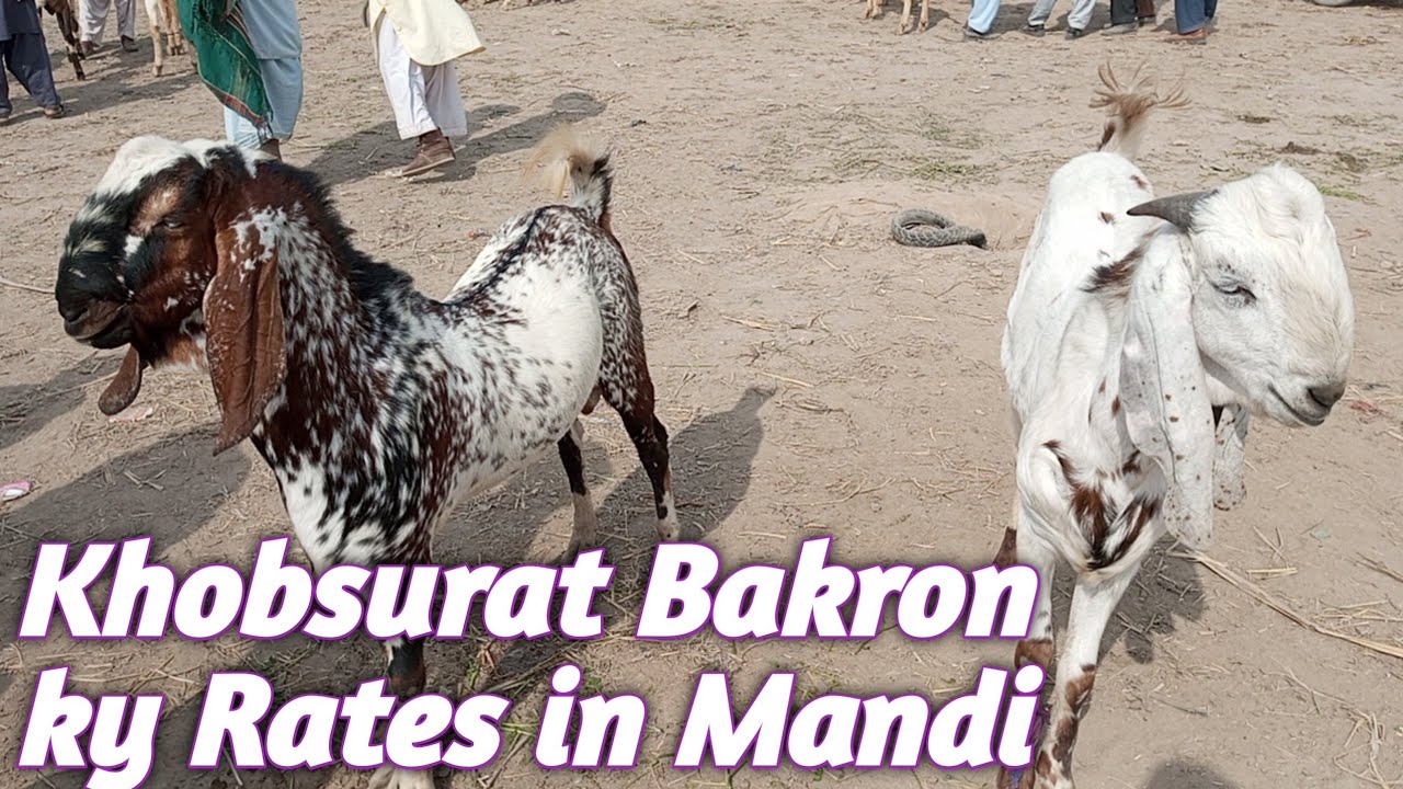 Sadiq Abad Mandi Main 2023 ky Bakron ki Rates ki Jahalak. - YouTube