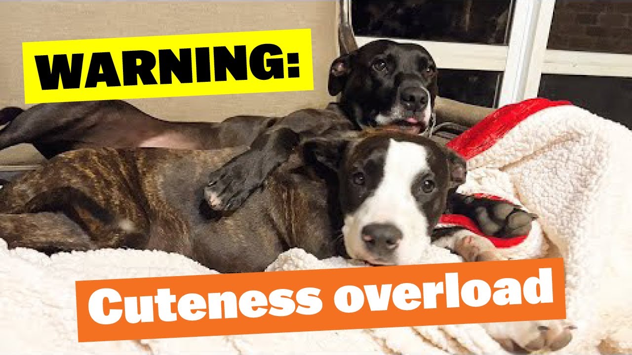 WARNING Cuteness Overload - YouTube