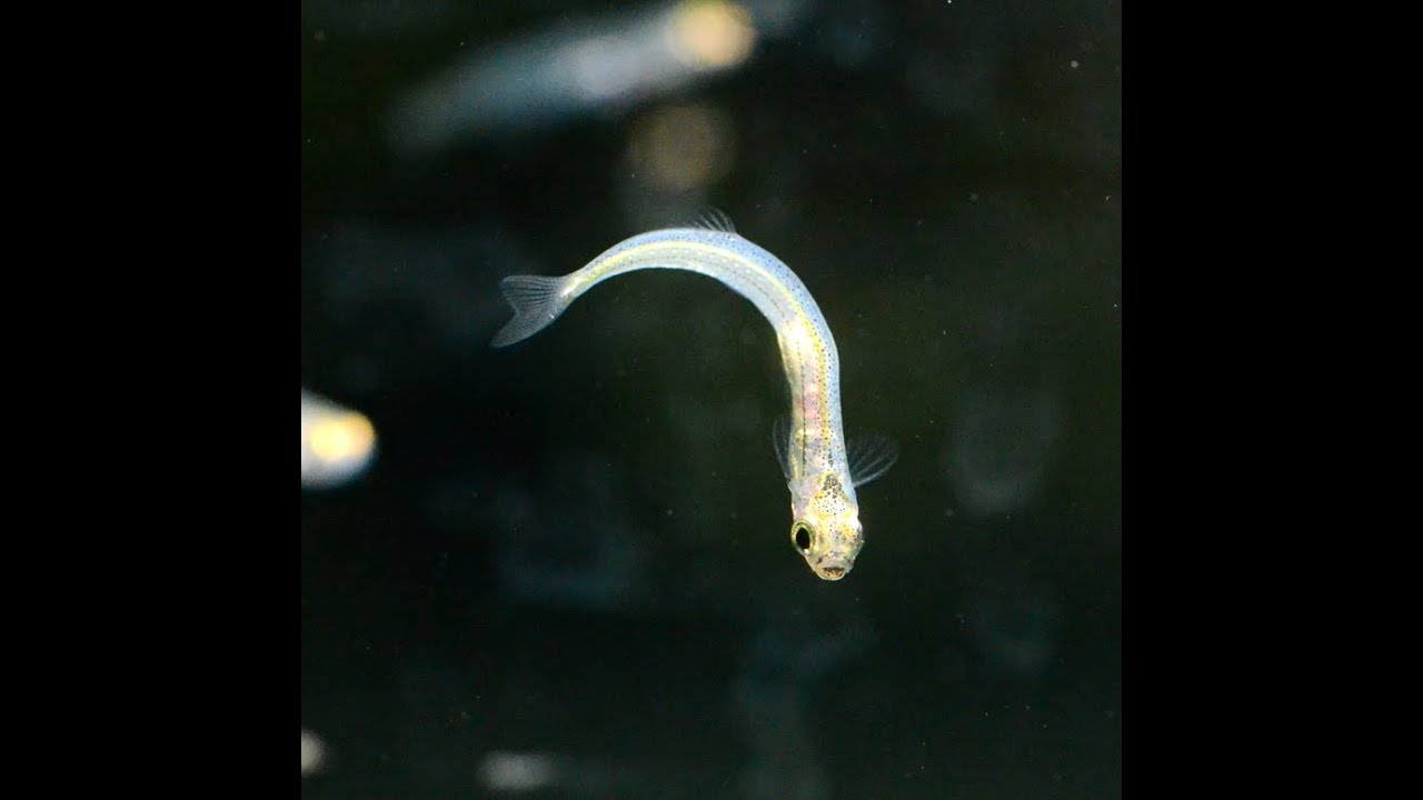 Micro glassfish, Danionella translucinda -Species spotlight - YouTube