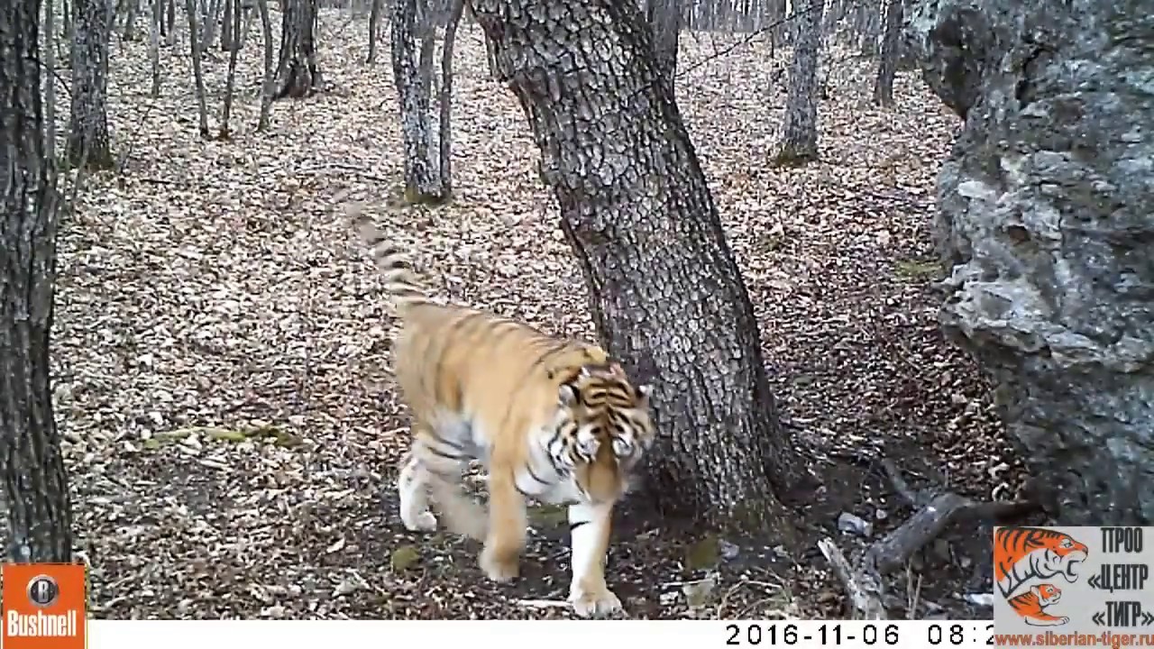 Russian Animals Caught on Tape! - YouTube