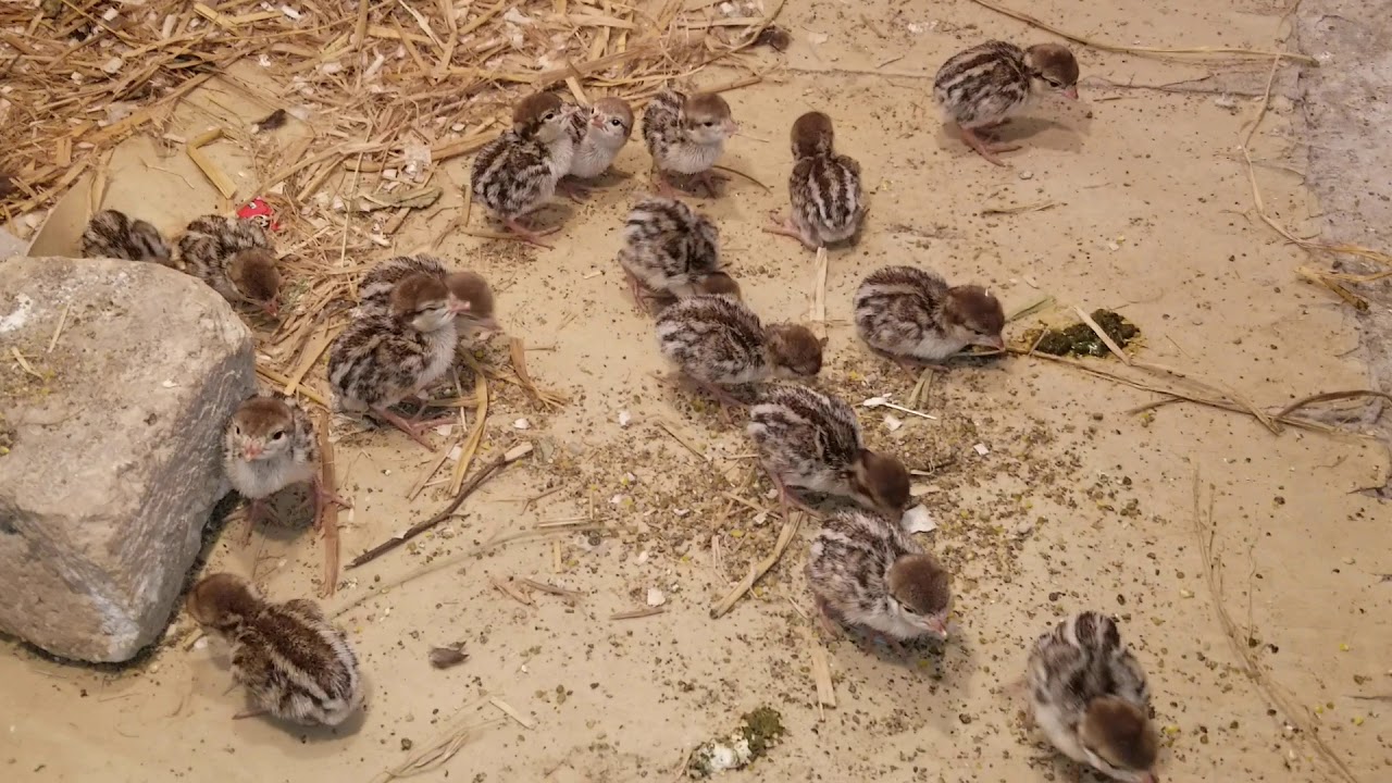 Chakor chiks baby - YouTube