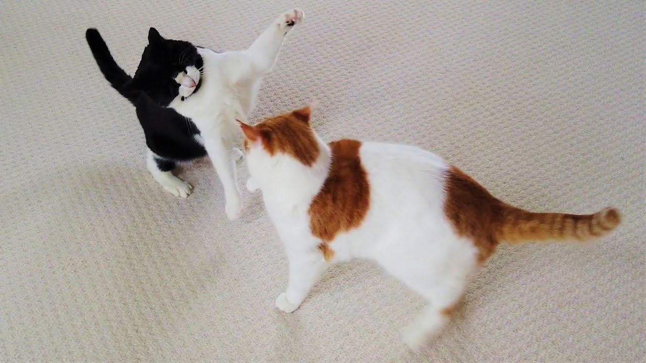 Cat Wiggles Butt Before Pouncing - YouTube