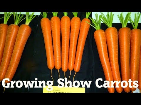 Preparing the Exhibition Carrot Growing Containers - YouTube