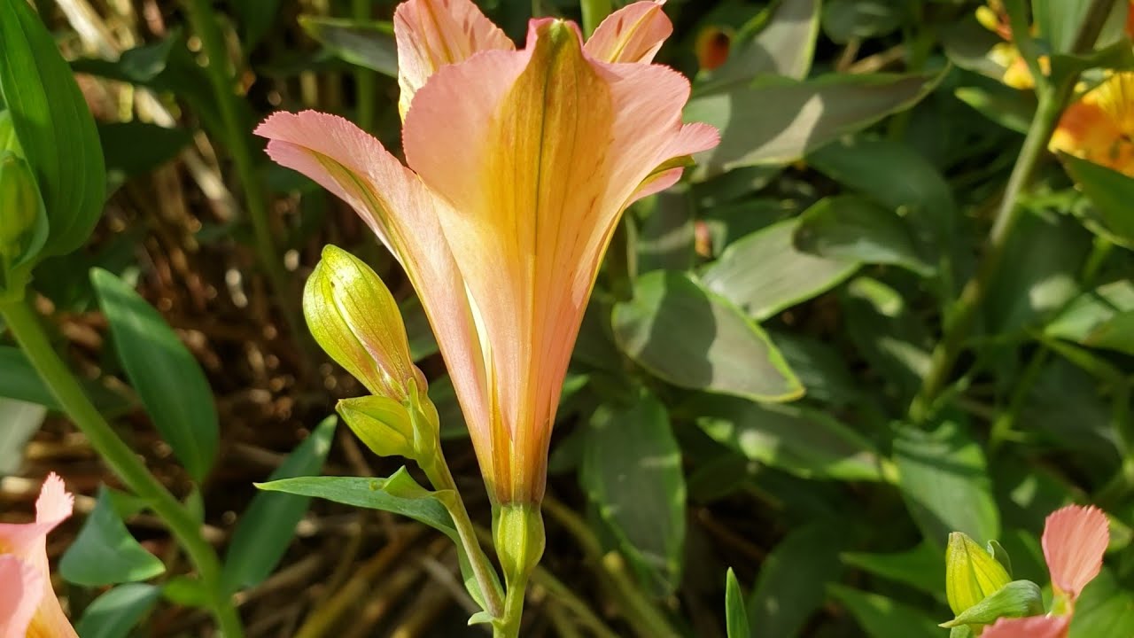 Simple perianth and its tepals - YouTube