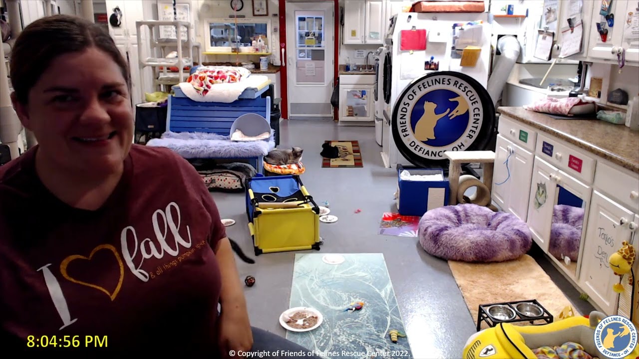 Update on Cumberland and Dagda 09-12-2022 -- Friends of Felines Rescue ...