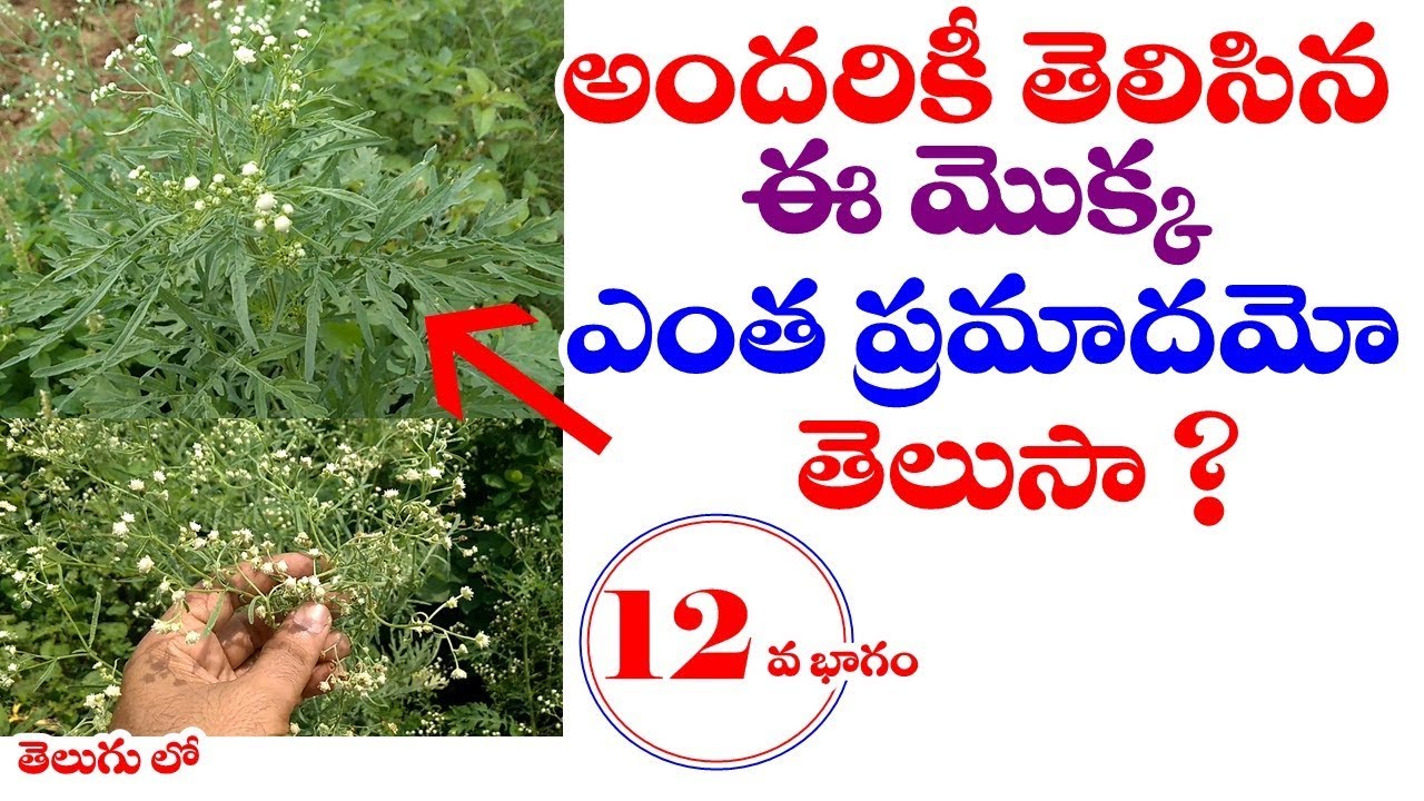 Parthenium Hysterophorus || Real facts about Vayyari Bhama Plant ...