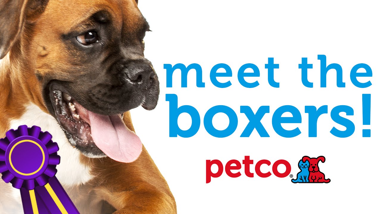 Boxers: Meet the Dog Breed with Petco - YouTube