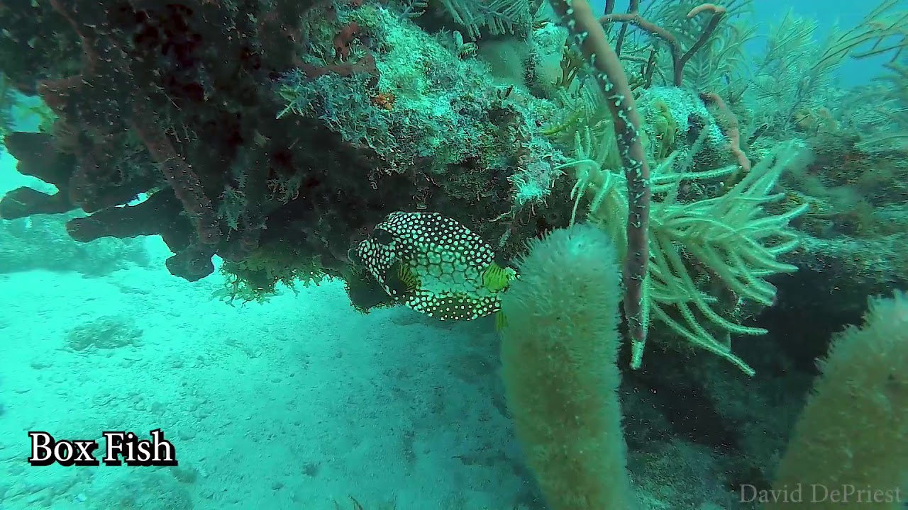 French Reef - North Side 8-27-17 - YouTube