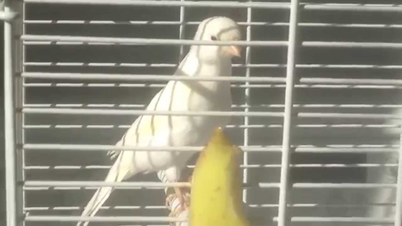 Canari blanc récessif 2015 - YouTube