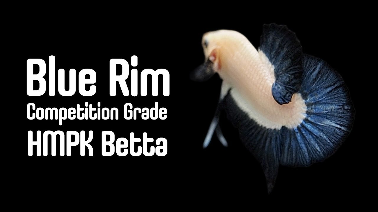 Blue Rim HMPK Betta Competition Grade - Urban Betta Studio - YouTube