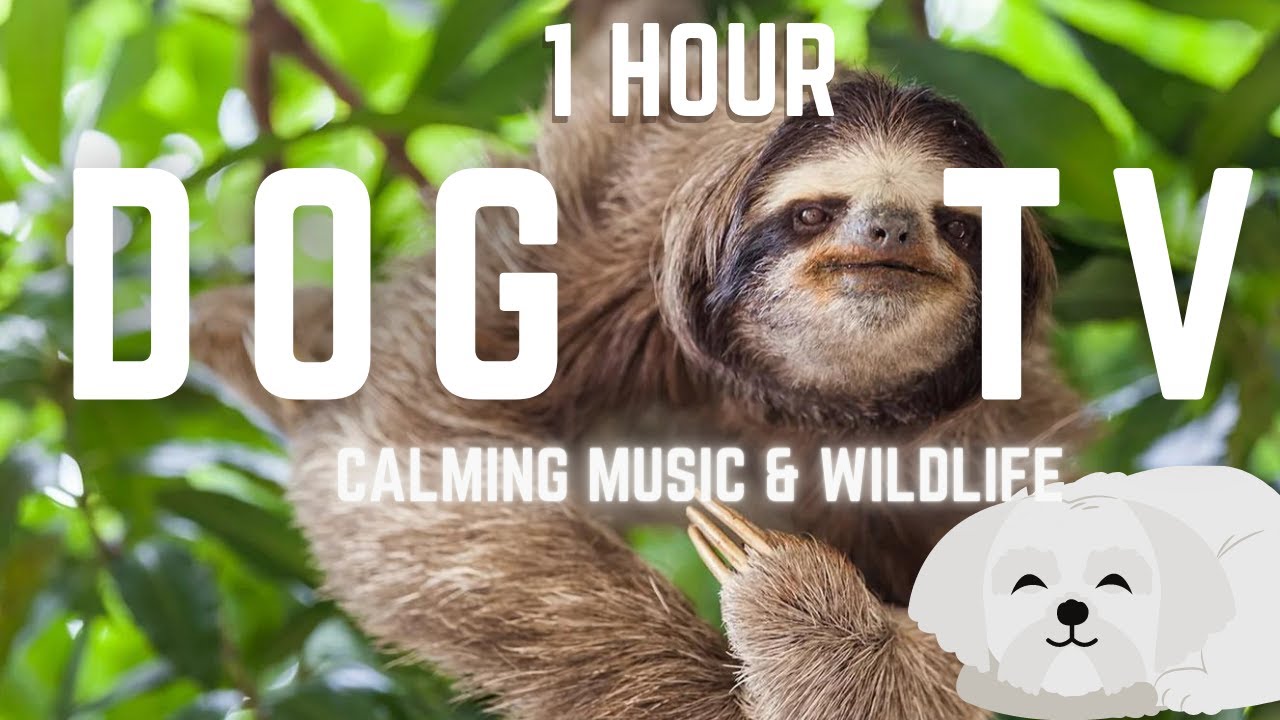 1 Hour | Relaxing Dog Music & Wildlife Videos | Relax My Dog - YouTube