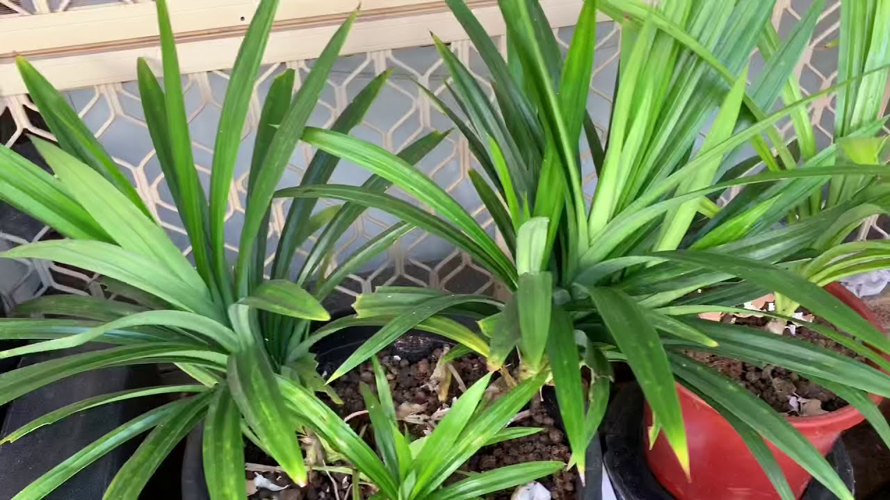 #55 🇦🇺A few tips to grow Edible Pandanus in Cooler Climates - YouTube