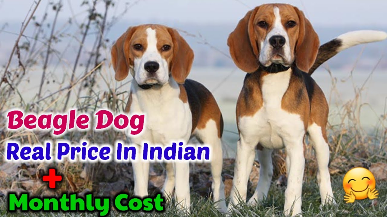 Beagle Dog 🤗 Real Price In 2025 || Monthly Cost || Beagle Price In ...