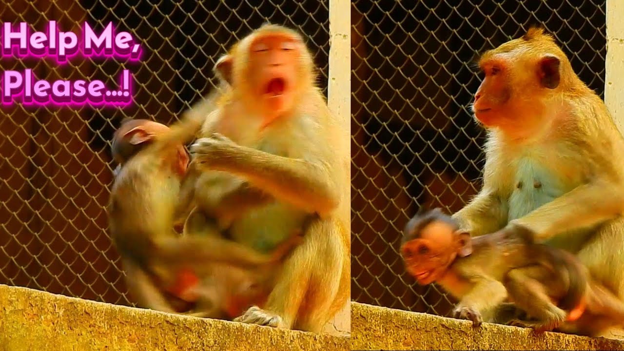 Unlucky Day! Terriblle Kidnaping In This Era For Lady Viki ! - YouTube