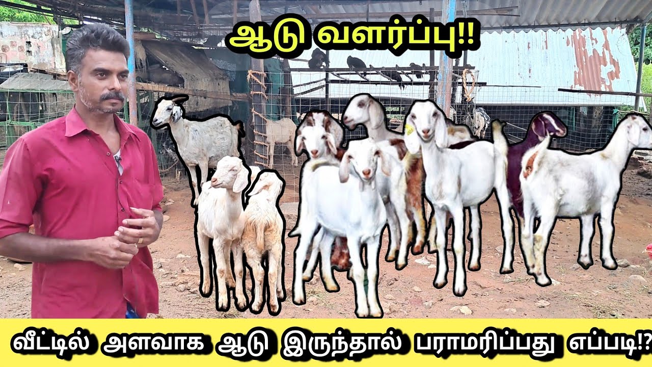 வீட்டில் ஆடு வளர்ப்போர் கவனிக்க வேண்டியவை!! | aadu valarpu murai in ...