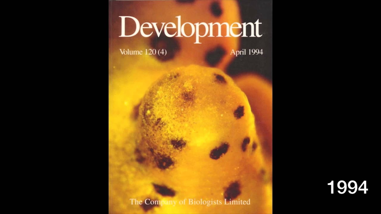 The covers of Development - YouTube