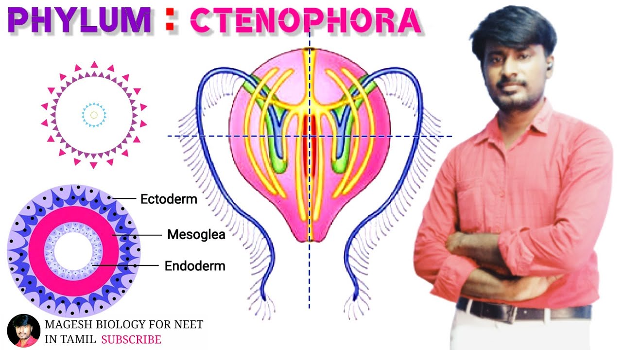 Chapter-2 Kingdom Animalia | Phylum Ctenophora | Class 11 | Neet ...