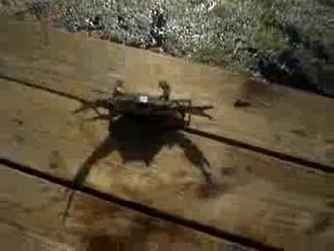Defensive crab - YouTube