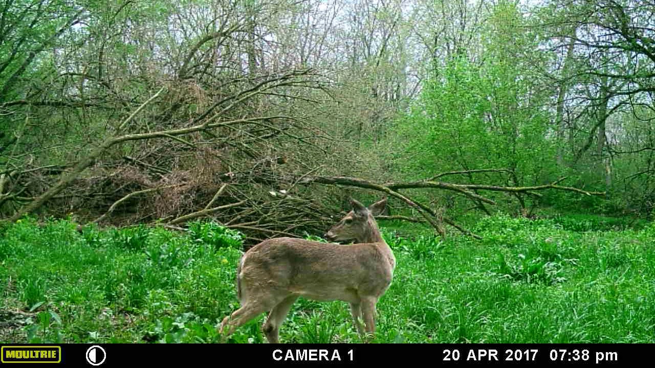 Moultrie A30 - YouTube