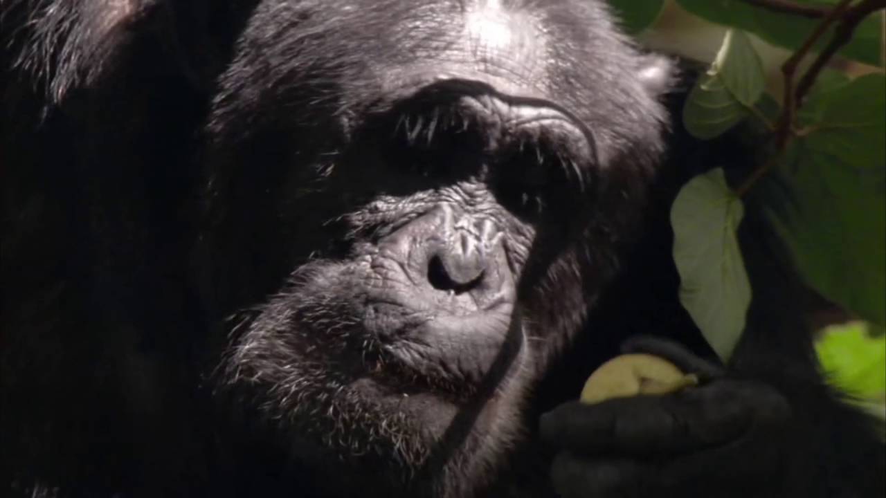 Chimpanzee Fight - YouTube